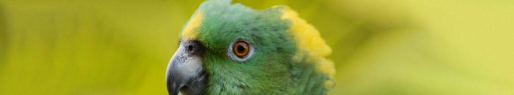 Amazona auropalliata , Loro real de nuca amarilla • Loro Parque Fundación