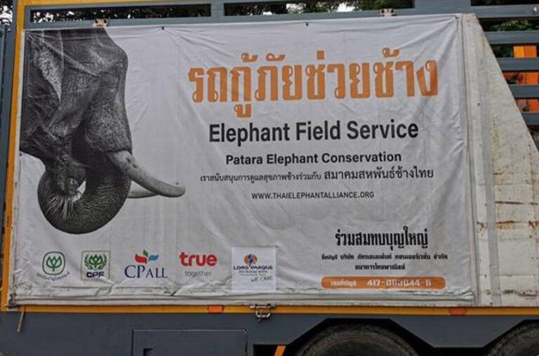Elephas maximus, Elefante asiático • Loro Parque Fundación