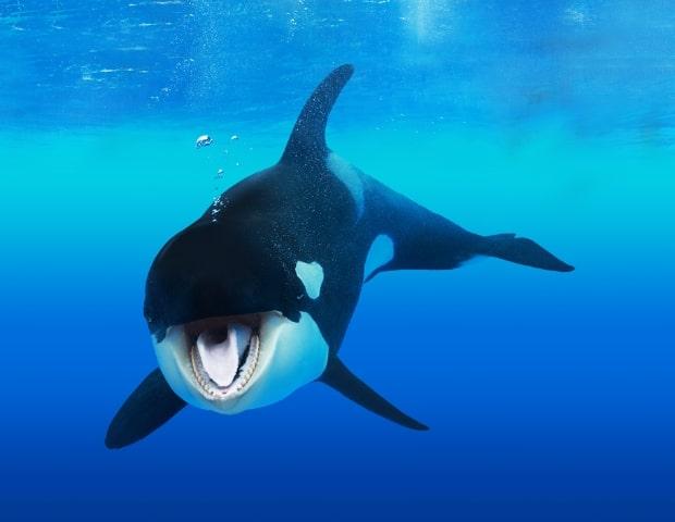 Orcinus orca, Orca • Loro Parque Fundación