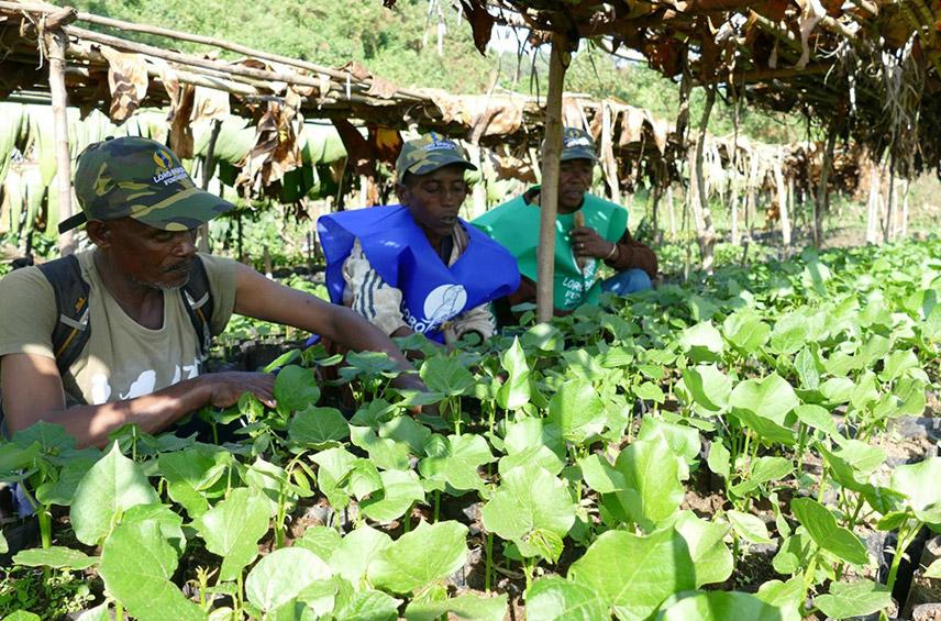 Poicephalus flavifrons, Yellow-fronted Parrot • Loro Parque Fundación