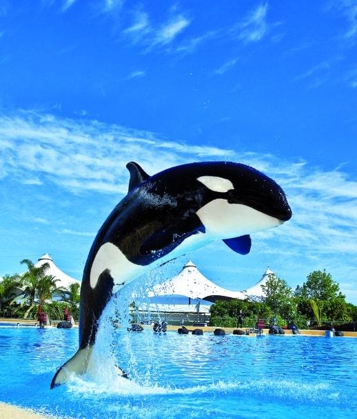 Orcinus orca, Orca • Loro Parque Fundación
