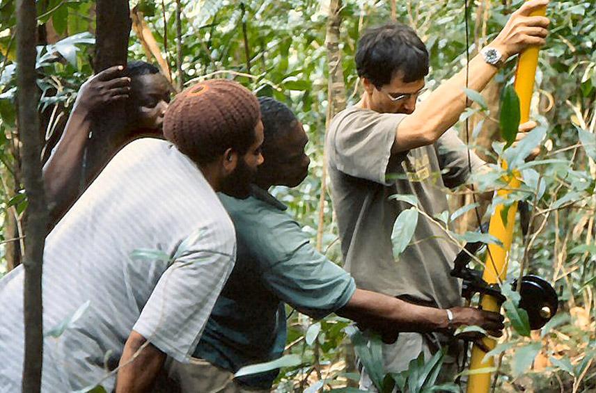 Amazona imperialis, Loro imperial • Loro Parque Fundación