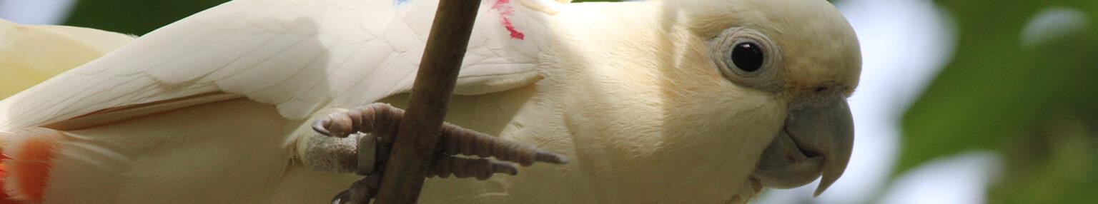 Cacatua haematuropygia, Philippine Cockatoo • Loro Parque Fundación
