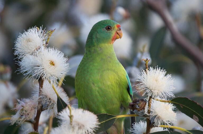 Lathamus discolor, Swift parrot • Loro Parque Fundación