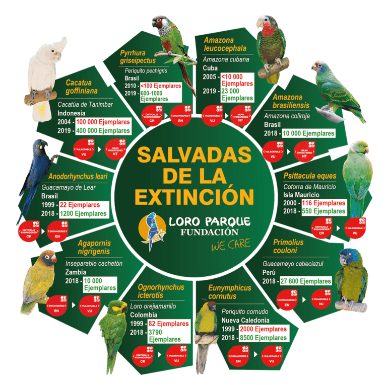 10 especies salvadas de la extinción • Loro Parque Fundación 10 especies salvadas de la extinción • Loro Parque Fundación