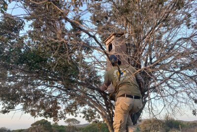 Phocoena phocoena, Marsopa común • Loro Parque Fundación